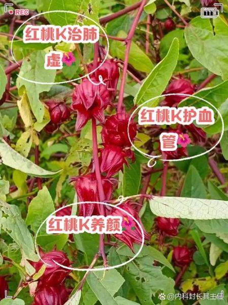 红桃k的作用及功效_红桃k适合什么人吃-第3张图片-山城妙识
