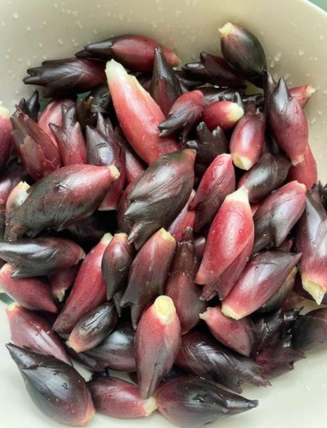 阳荷图片_阳荷长什么样-第1张图片-山城妙识 阳荷图片_阳荷长什么样-第1张图片-山城妙识