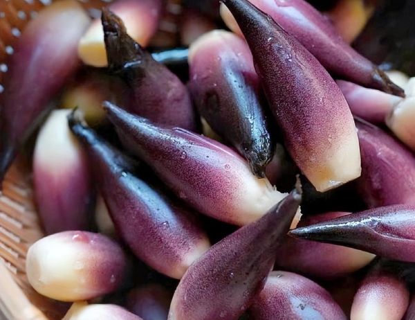 阳荷图片_阳荷长什么样-第2张图片-山城妙识 阳荷图片_阳荷长什么样-第2张图片-山城妙识