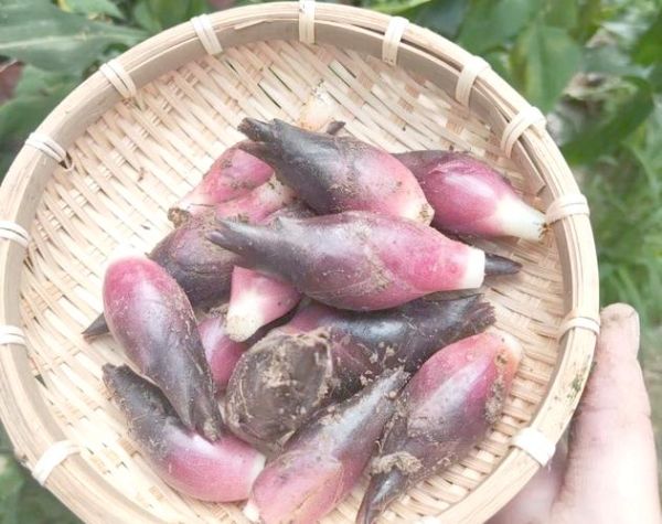 阳荷图片_阳荷长什么样-第3张图片-山城妙识 阳荷图片_阳荷长什么样-第3张图片-山城妙识