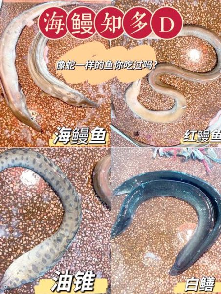 中国鳗鱼有几种_常见品种与分布-第1张图片-山城妙识 中国鳗鱼有几种_常见品种与分布-第1张图片-山城妙识