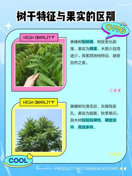 香椿树图片大全大图_如何辨别香椿与臭椿-第2张图片-山城妙识