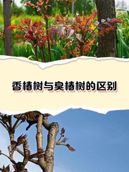 香椿树图片大全大图_如何辨别香椿与臭椿-第1张图片-山城妙识
