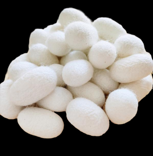 蚕茧多少钱一斤2021年_蚕茧价格走势-第2张图片-山城妙识 蚕茧多少钱一斤2021年_蚕茧价格走势-第2张图片-山城妙识