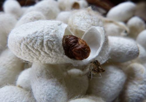 蚕茧多少钱一斤2021年_蚕茧价格走势-第3张图片-山城妙识 蚕茧多少钱一斤2021年_蚕茧价格走势-第3张图片-山城妙识