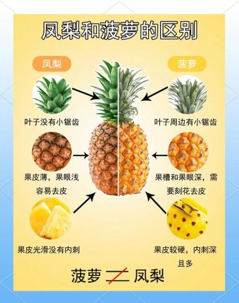 菠萝和凤梨营养有什么区别_哪个更营养-第2张图片-山城妙识