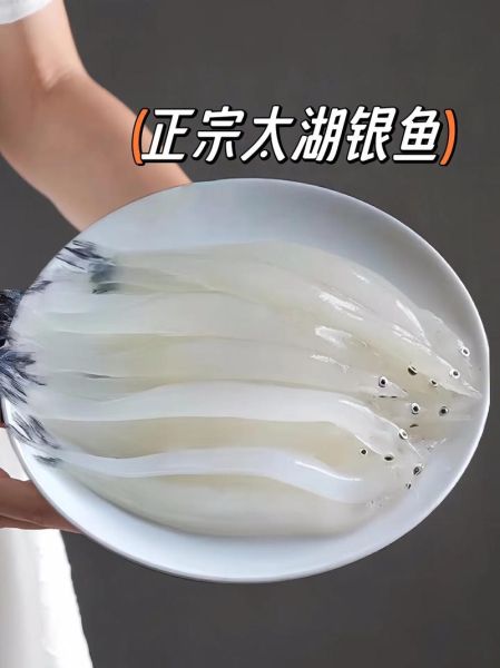 新鲜银鱼多少钱一斤_银鱼价格行情-第1张图片-山城妙识