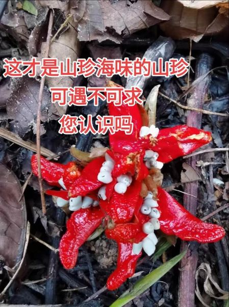 阳荷姜为什么没人种植_阳荷姜种植前景怎么样-第3张图片-山城妙识
