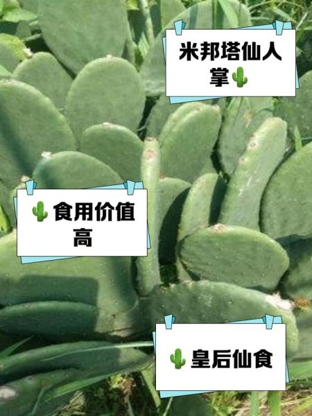 哪种仙人掌不能吃_有毒仙人掌识别-第1张图片-山城妙识