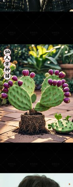 哪种仙人掌不能吃_有毒仙人掌识别-第2张图片-山城妙识