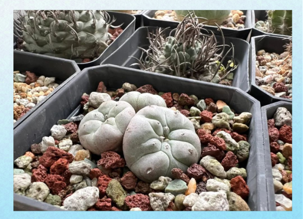 哪种仙人掌不能吃_有毒仙人掌识别-第3张图片-山城妙识