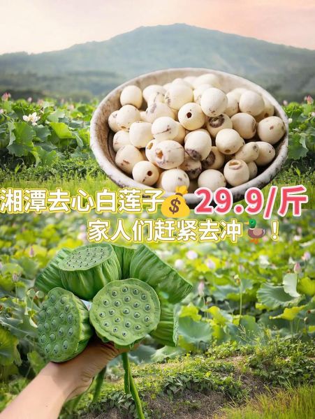莲蓬子的功效与作用_莲蓬子怎么吃最养人-第1张图片-山城妙识