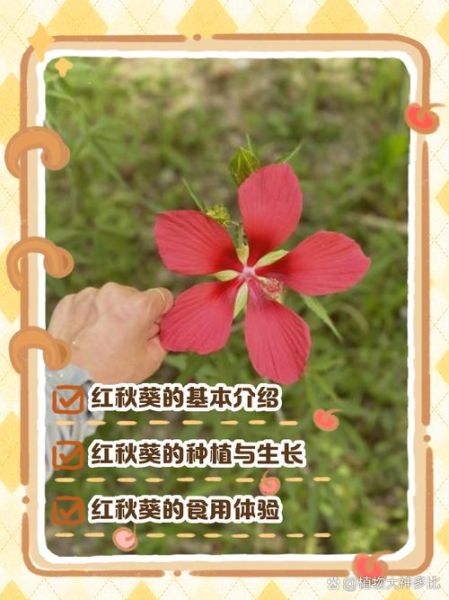 红秋葵的功效与作用_红秋葵怎么吃最营养-第2张图片-山城妙识