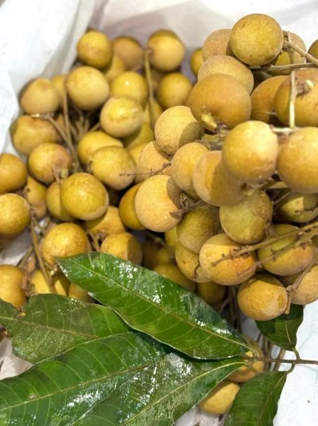 新鲜龙眼吃多了会上火吗_一天吃多少颗合适-第3张图片-山城妙识