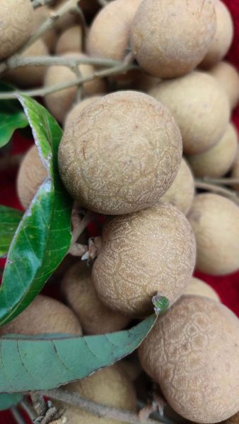 新鲜龙眼吃多了会上火吗_一天吃多少颗合适-第1张图片-山城妙识