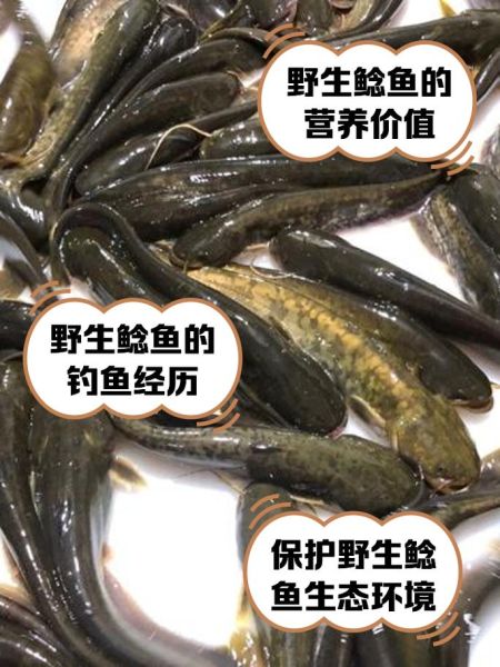 为什么说鲶鱼是最脏的鱼_鲶鱼到底脏不脏-第1张图片-山城妙识