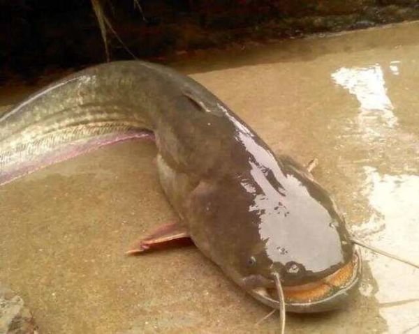 为什么说鲶鱼是最脏的鱼_鲶鱼到底脏不脏-第2张图片-山城妙识