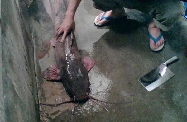 为什么说鲶鱼是最脏的鱼_鲶鱼到底脏不脏-第3张图片-山城妙识