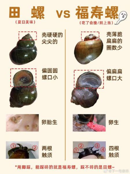 田螺和福寿螺的区别图_如何一眼区分-第3张图片-山城妙识 田螺和福寿螺的区别图_如何一眼区分-第3张图片-山城妙识