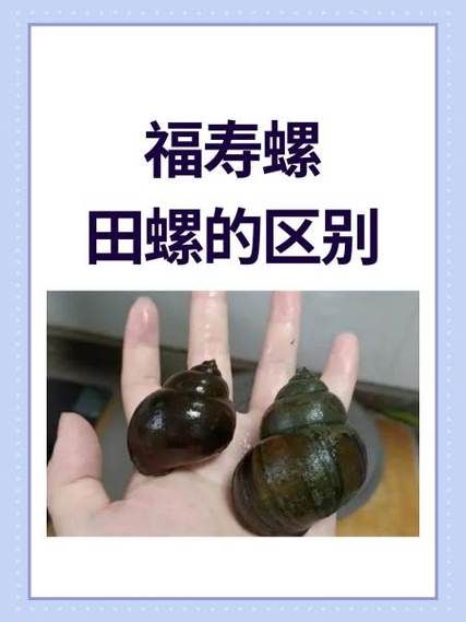 田螺和福寿螺的区别图_如何一眼区分-第2张图片-山城妙识 田螺和福寿螺的区别图_如何一眼区分-第2张图片-山城妙识