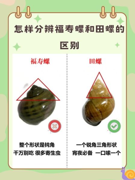 田螺和福寿螺的区别图_如何一眼区分-第1张图片-山城妙识 田螺和福寿螺的区别图_如何一眼区分-第1张图片-山城妙识