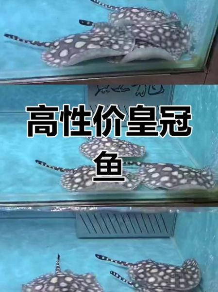 皇冠鱼图片_如何分辨公母-第1张图片-山城妙识