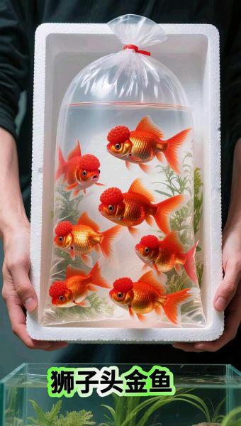 皇冠鱼图片_如何分辨公母-第2张图片-山城妙识