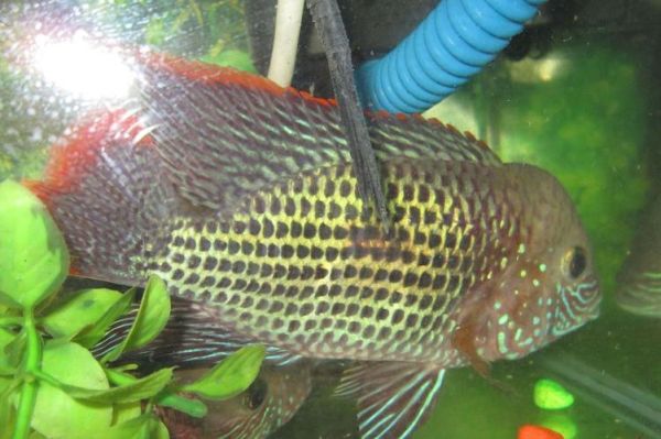 皇冠鱼图片_如何分辨公母-第3张图片-山城妙识