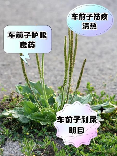 车前子泡水喝的功效与禁忌_车前子副作用有哪些-第2张图片-山城妙识