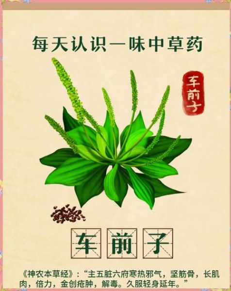 车前子泡水喝的功效与禁忌_车前子副作用有哪些-第3张图片-山城妙识