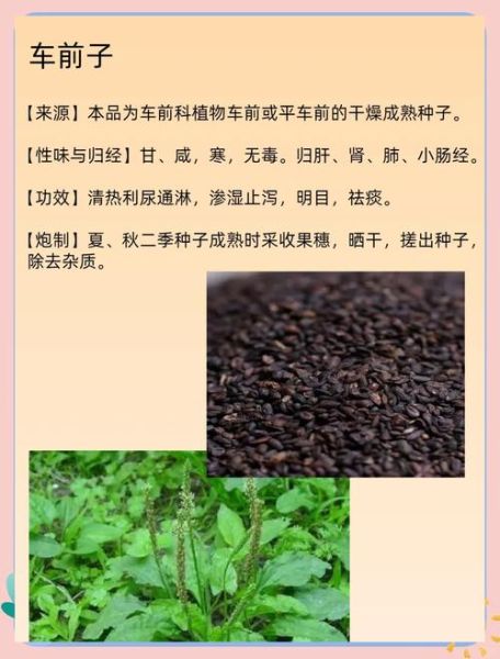 车前子泡水喝的功效与禁忌_车前子副作用有哪些-第1张图片-山城妙识