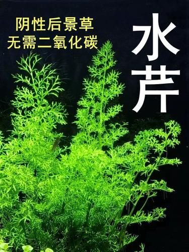 水芹水草怎么养_水芹水草多久换一次水-第2张图片-山城妙识