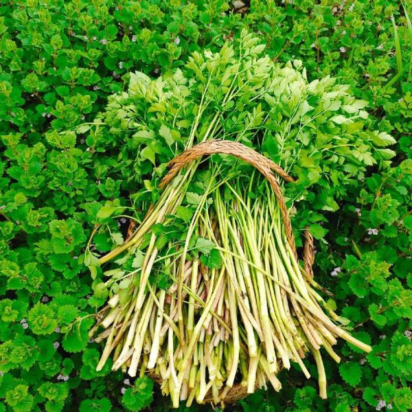 水芹水草怎么养_水芹水草多久换一次水-第3张图片-山城妙识