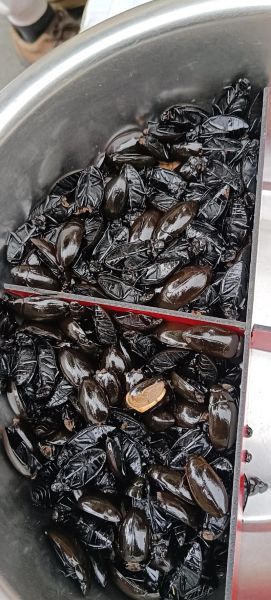 龙虱怎么吃_龙虱做法大全-第1张图片-山城妙识