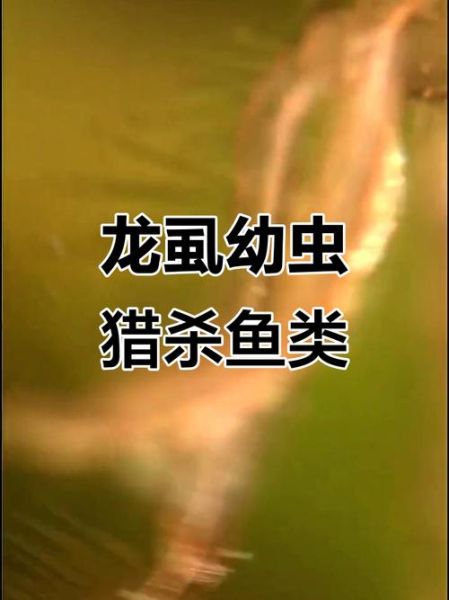 龙虱怎么吃_龙虱做法大全-第2张图片-山城妙识
