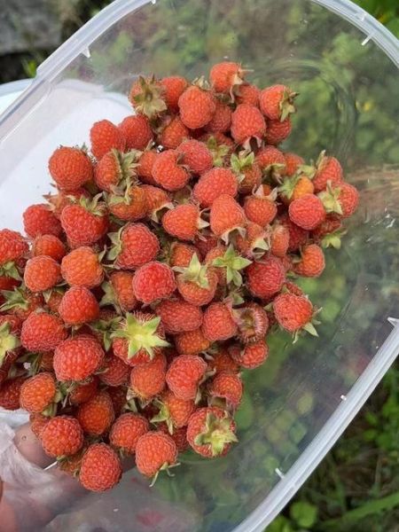 山莓和刺莓的区别_山莓和刺莓哪个好吃-第1张图片-山城妙识 山莓和刺莓的区别_山莓和刺莓哪个好吃-第1张图片-山城妙识