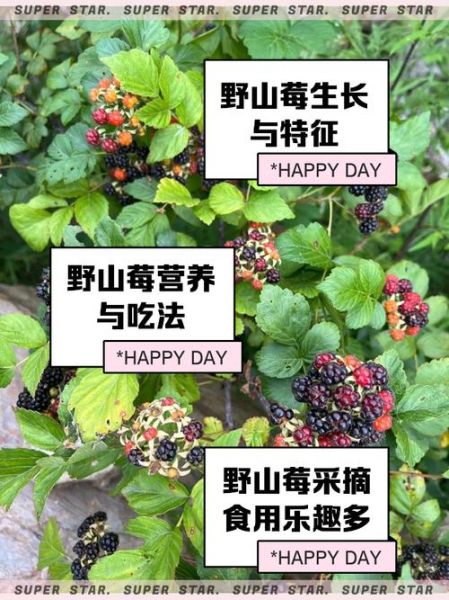 山莓和刺莓的区别_山莓和刺莓哪个好吃-第2张图片-山城妙识 山莓和刺莓的区别_山莓和刺莓哪个好吃-第2张图片-山城妙识