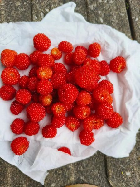 山莓和刺莓的区别_山莓和刺莓哪个好吃-第3张图片-山城妙识 山莓和刺莓的区别_山莓和刺莓哪个好吃-第3张图片-山城妙识