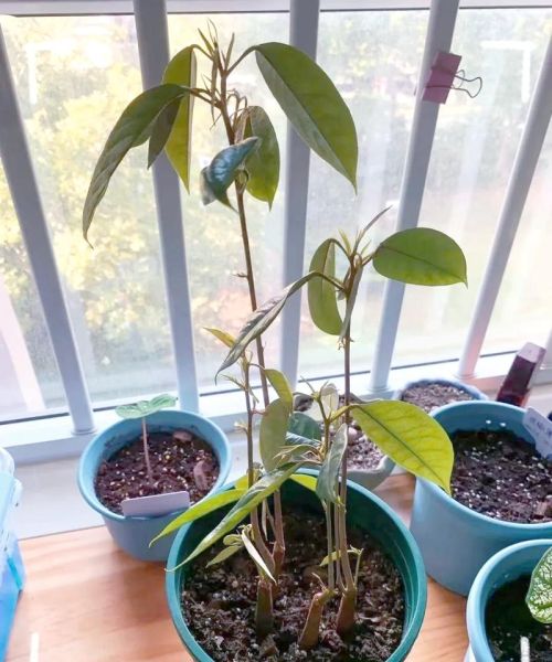 榴莲盆栽怎么养_榴莲盆栽图片大全-第1张图片-山城妙识