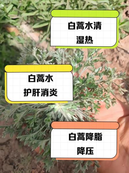 女人喝白蒿有什么好处_白蒿泡水喝的禁忌-第1张图片-山城妙识 女人喝白蒿有什么好处_白蒿泡水喝的禁忌-第1张图片-山城妙识