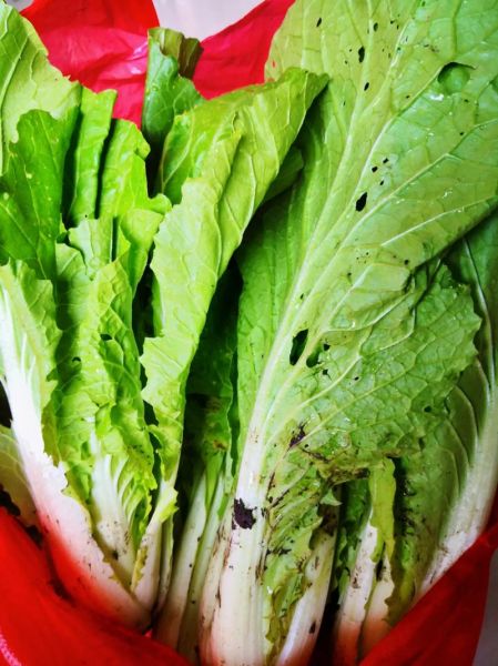 小白菜儿歌背后的故事_为什么小白菜这么感人-第2张图片-山城妙识