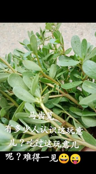 马齿苋治白发有效吗_马齿苋怎么吃治白发-第2张图片-山城妙识