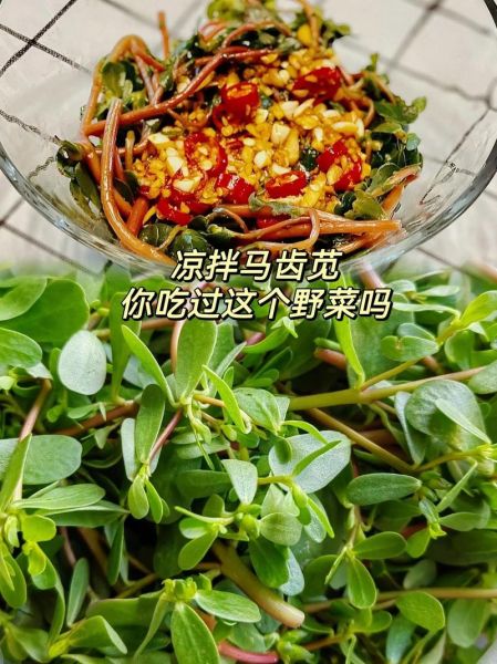 马齿苋治白发有效吗_马齿苋怎么吃治白发-第3张图片-山城妙识