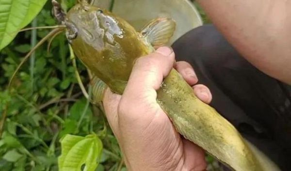 塘鲺鱼怎么杀_塘鲺鱼宰杀技巧-第1张图片-山城妙识 塘鲺鱼怎么杀_塘鲺鱼宰杀技巧-第1张图片-山城妙识