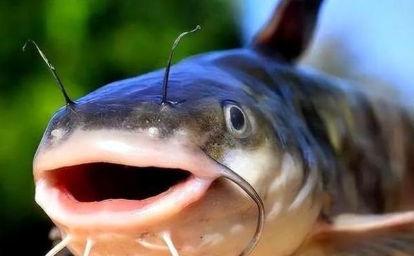 塘鲺鱼怎么杀_塘鲺鱼宰杀技巧-第3张图片-山城妙识 塘鲺鱼怎么杀_塘鲺鱼宰杀技巧-第3张图片-山城妙识