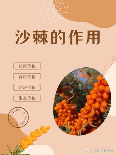 沙棘的功效与作用_沙棘怎么吃效果最好-第3张图片-山城妙识