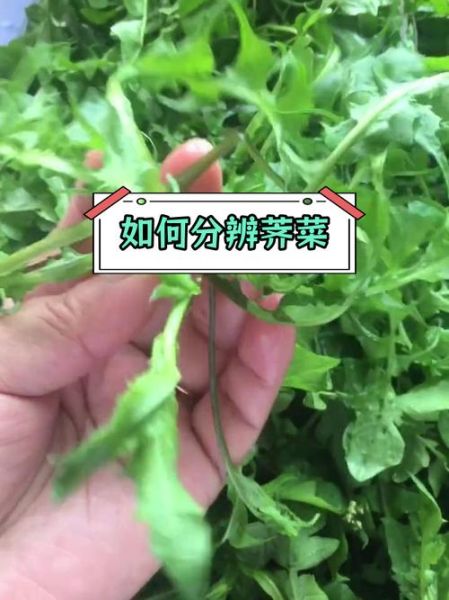 荠菜和芥菜的区别图片_怎么一眼分辨-第3张图片-山城妙识