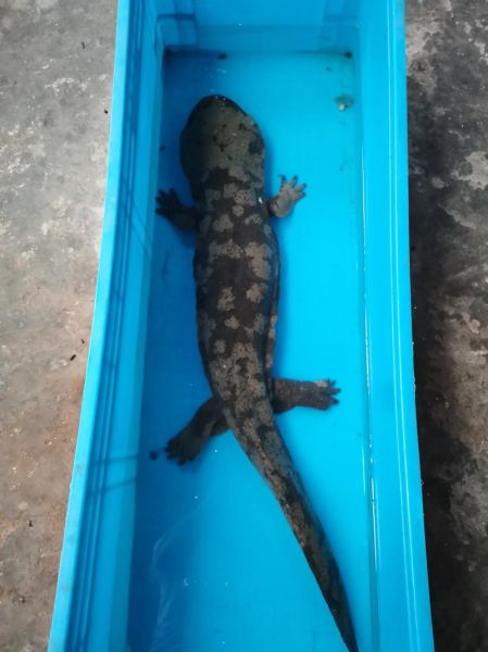 娃娃鱼会叫吗_娃娃鱼叫声像什么-第1张图片-山城妙识 娃娃鱼会叫吗_娃娃鱼叫声像什么-第1张图片-山城妙识