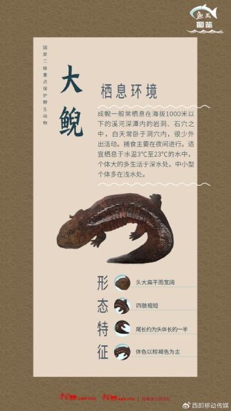 娃娃鱼会叫吗_娃娃鱼叫声像什么-第2张图片-山城妙识 娃娃鱼会叫吗_娃娃鱼叫声像什么-第2张图片-山城妙识