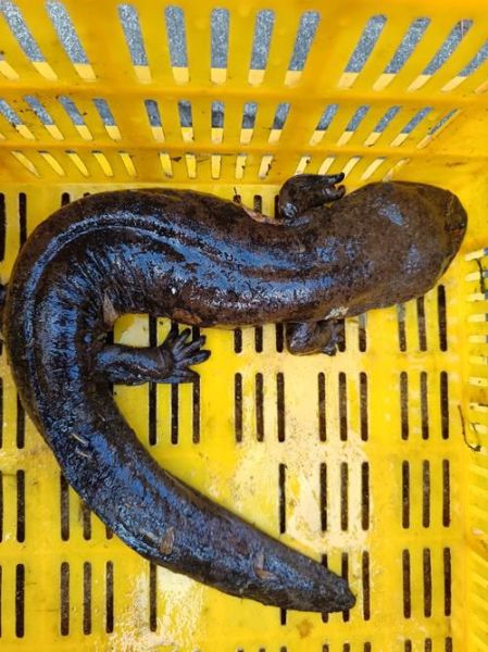 娃娃鱼会叫吗_娃娃鱼叫声像什么-第3张图片-山城妙识 娃娃鱼会叫吗_娃娃鱼叫声像什么-第3张图片-山城妙识